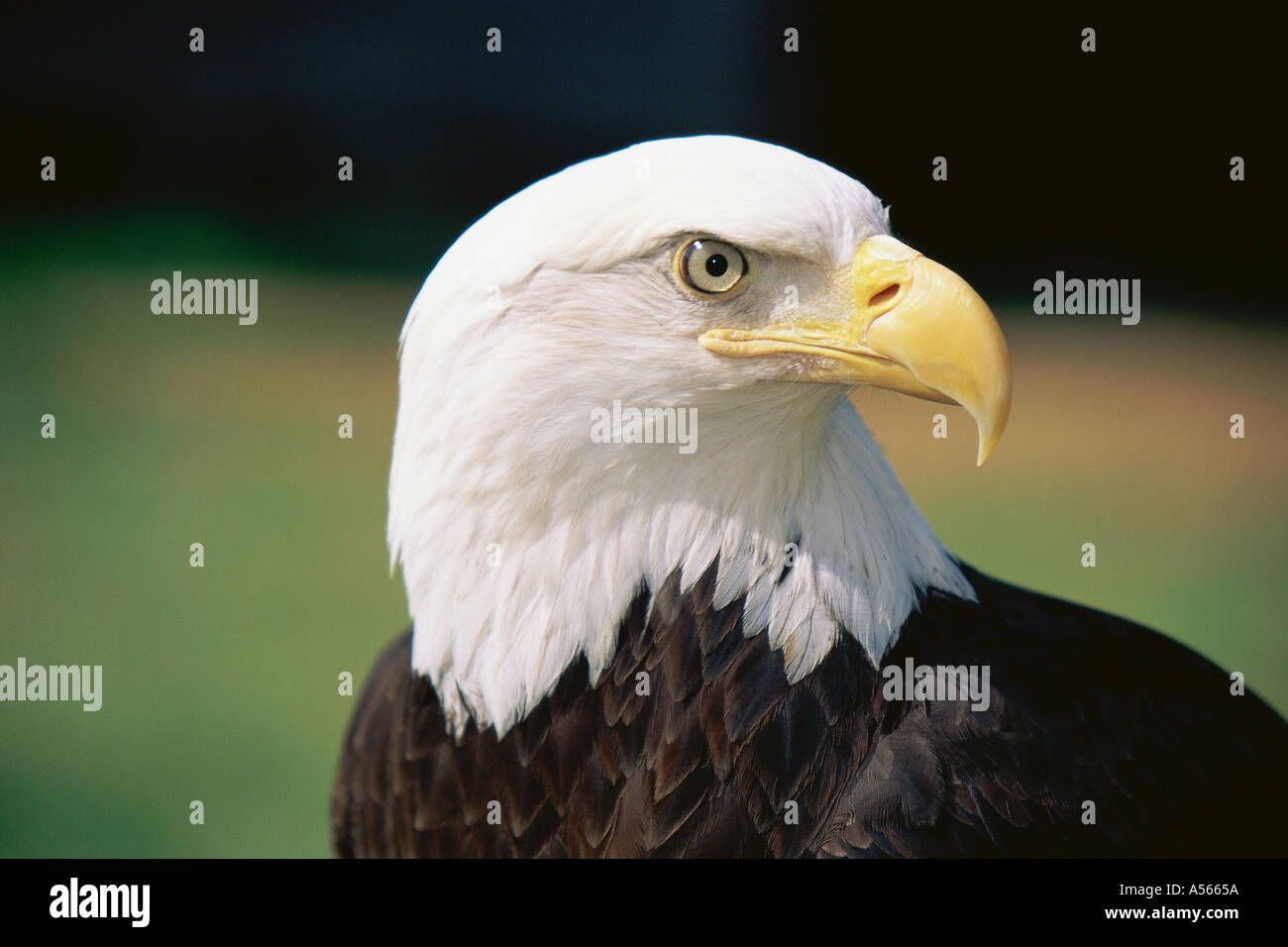Head of Bald Eagle Stock Photo - Alamy