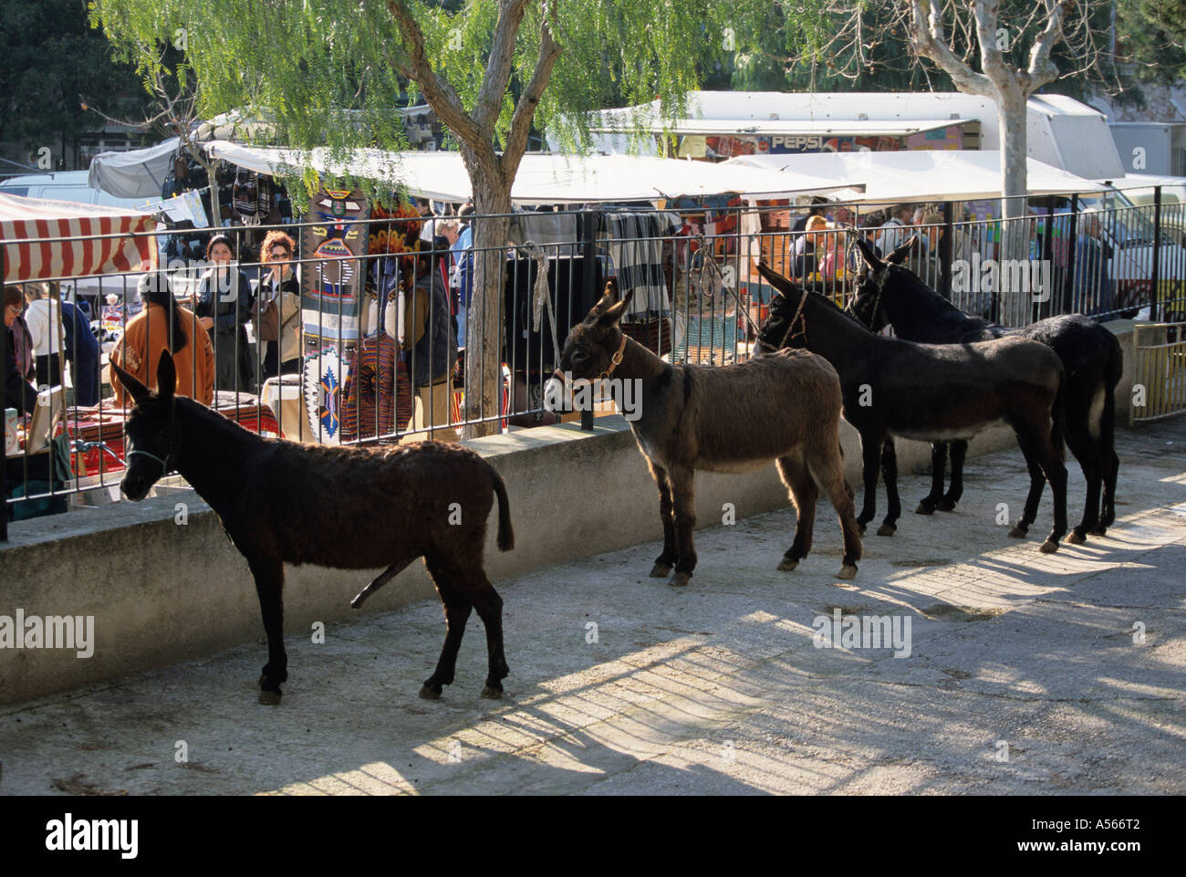 Mallorca Sineu Wednesday market donkey Stock Photo - Alamy