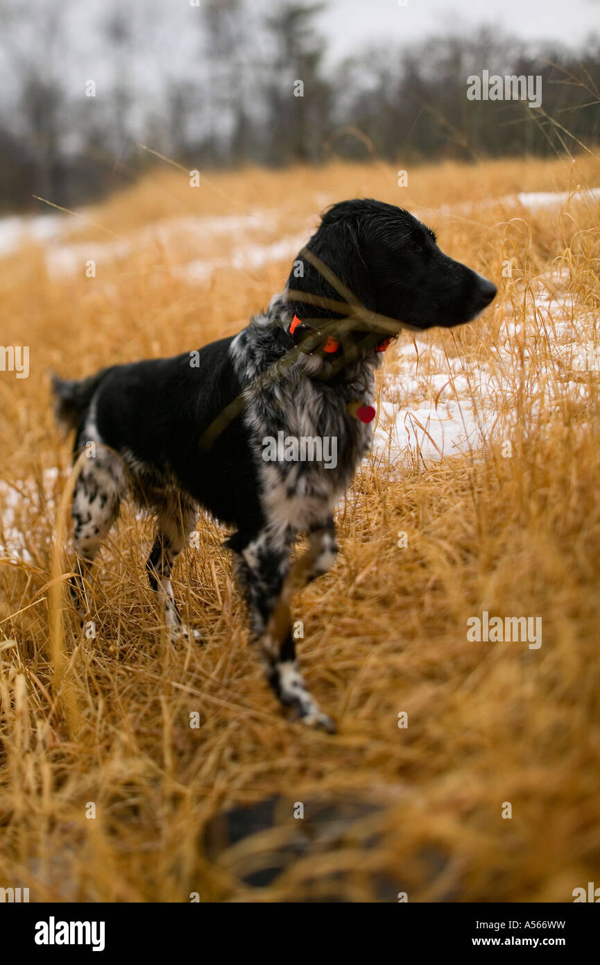 English bird dog on point hi-res stock photography and images - Alamy