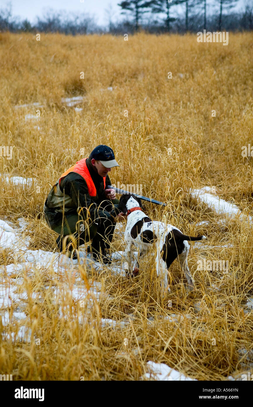 English pointer pheasant hi-res stock photography and images - Alamy