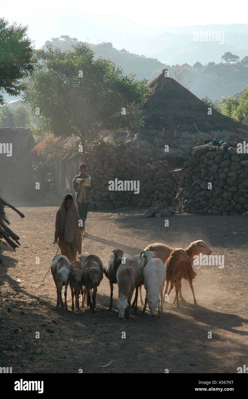 Herding scenes hi-res stock photography and images - Alamy