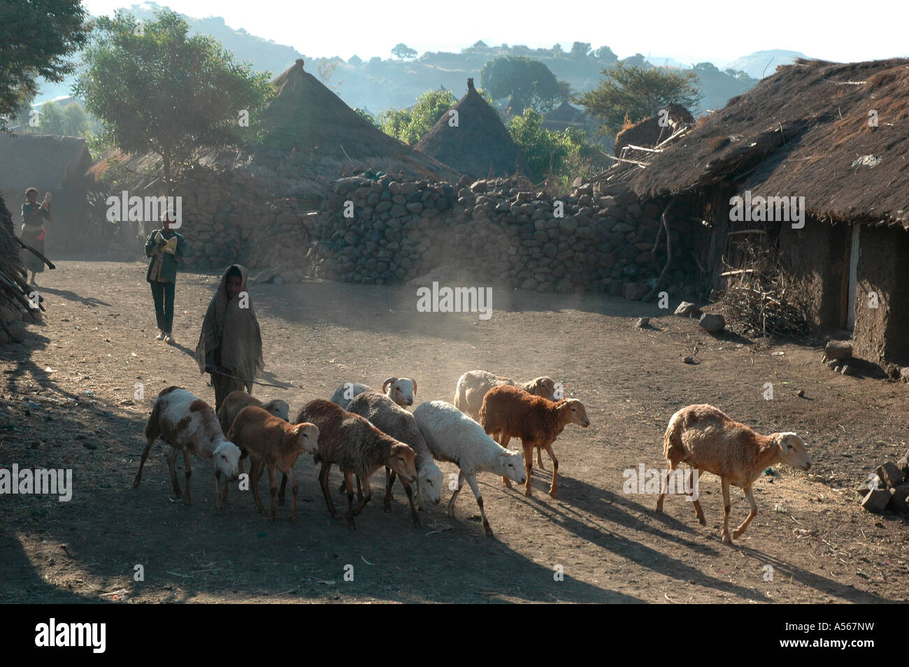 Painet iy7861 ethiopia village bilbala lalibela herding sheep early ...