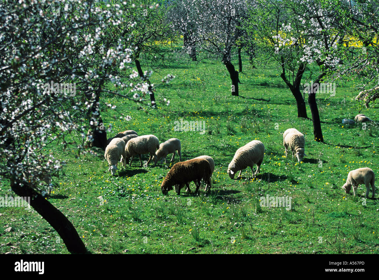 Mallorca sheep and almond blossom Stock Photo - Alamy