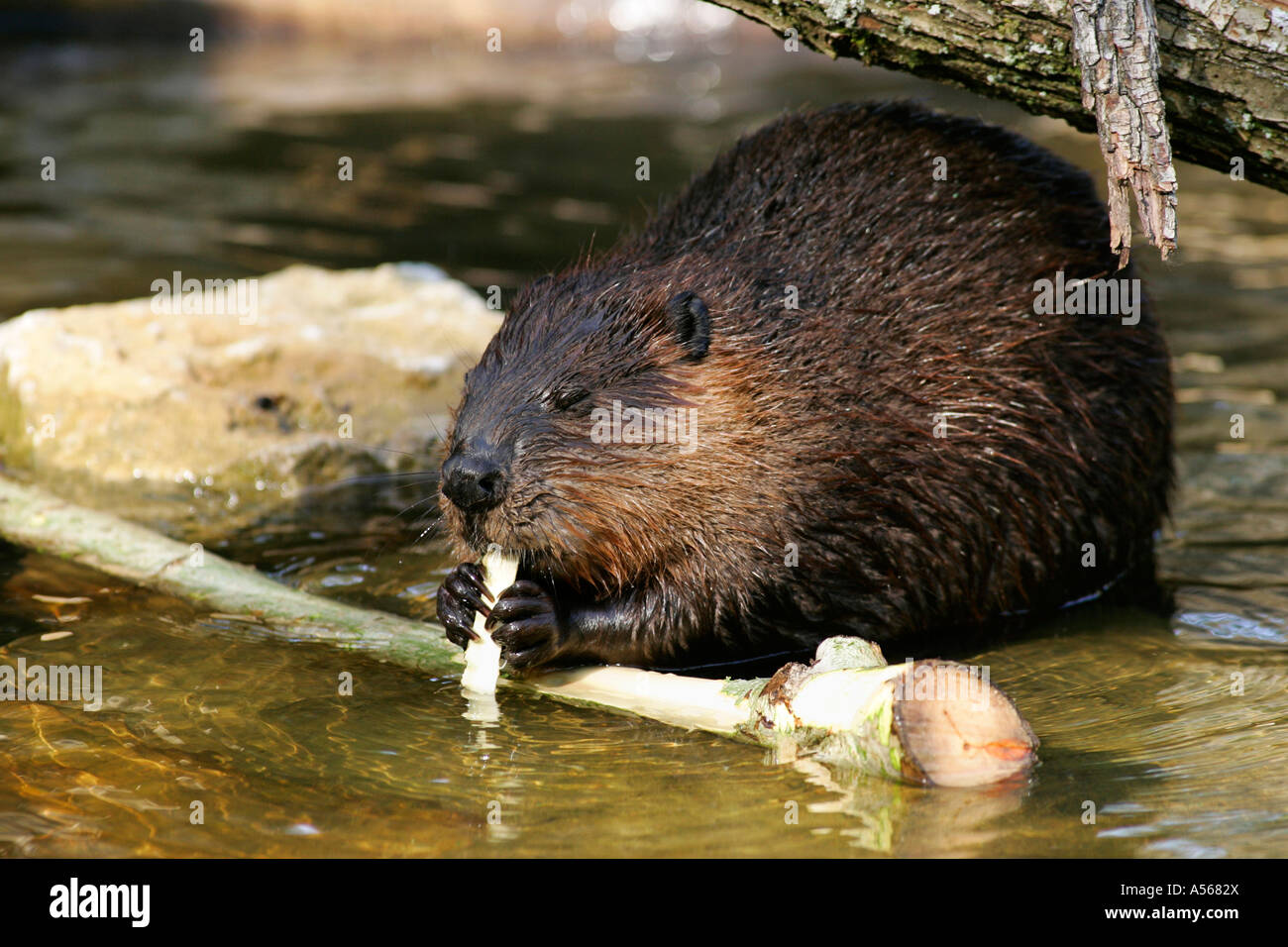Europaeischer biber hi-res stock photography and images - Alamy