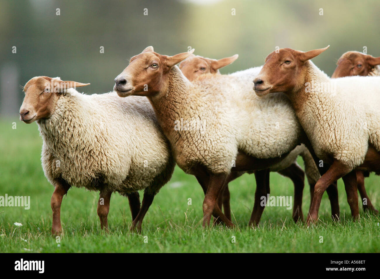 Coburger Fuchsschafe, Coburg fox sheep [Ovis ammon aries] Stock Photo ...