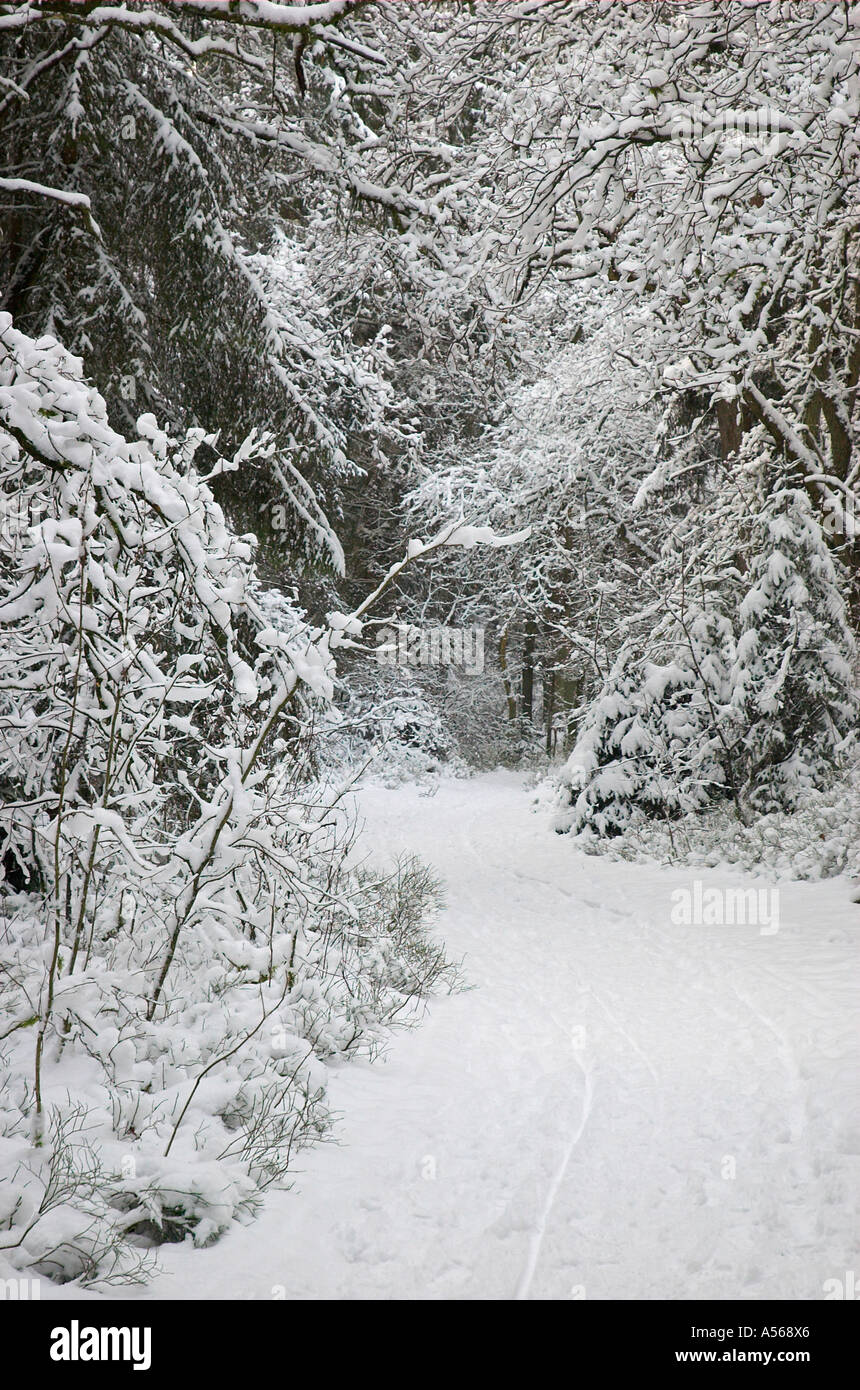 Covered woods hi-res stock photography and images - Alamy