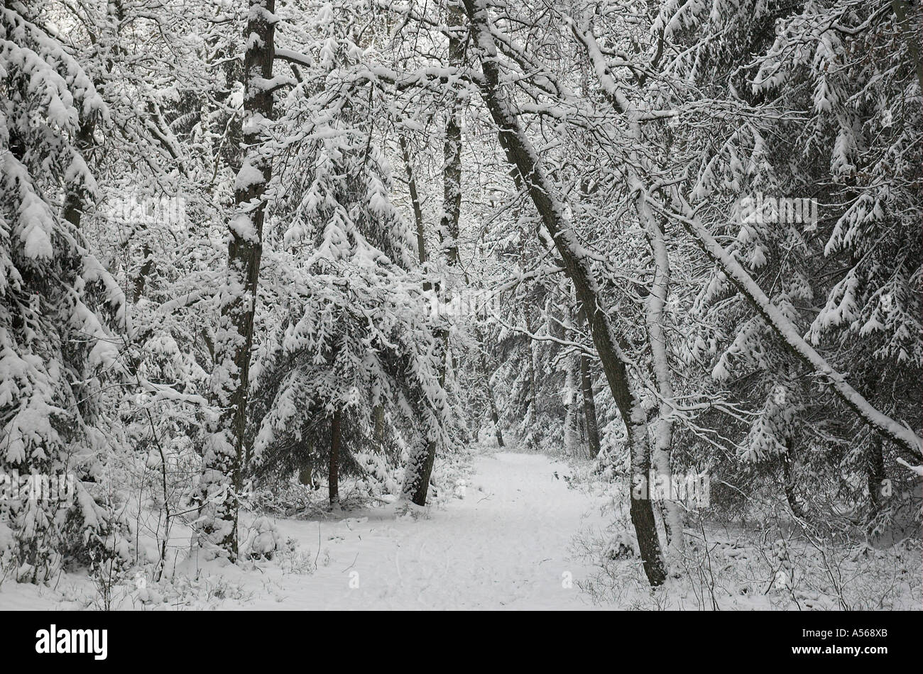 Path through snow covered woods Stock Photo - Alamy