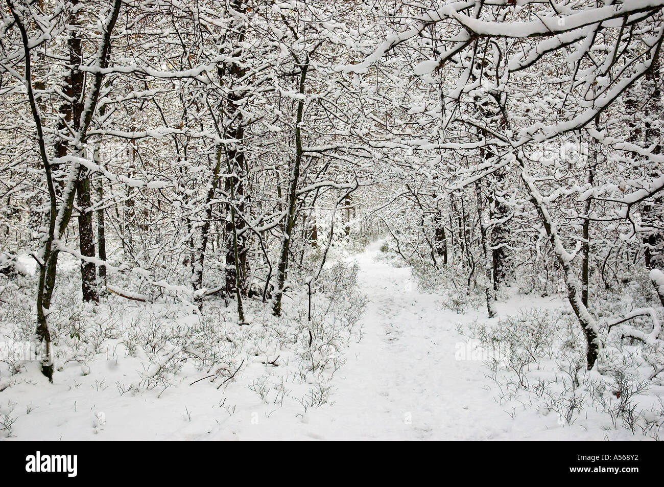 Snow covered woods hi-res stock photography and images - Alamy