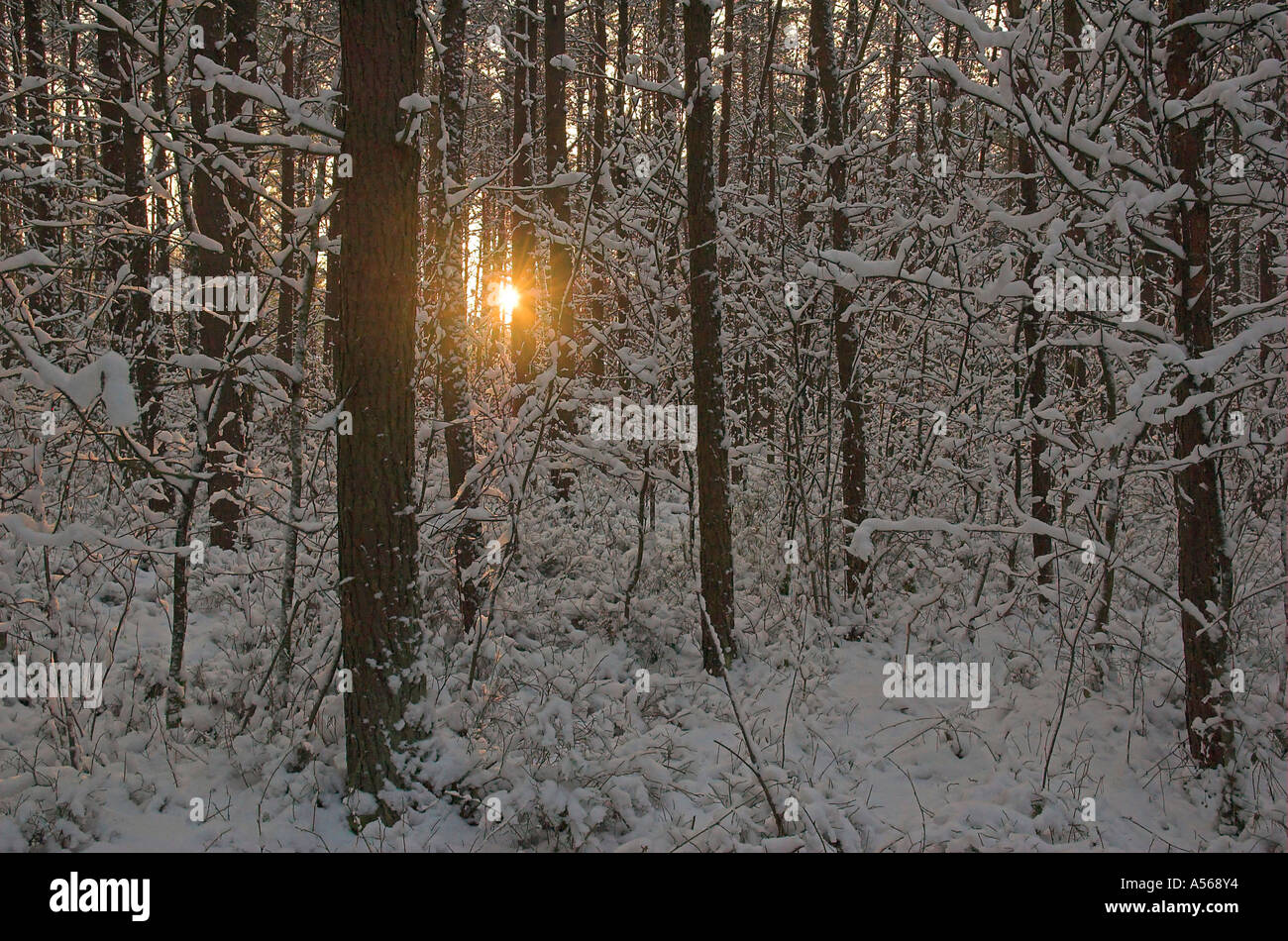 Sun shines through light spruce forest hi-res stock photography and ...