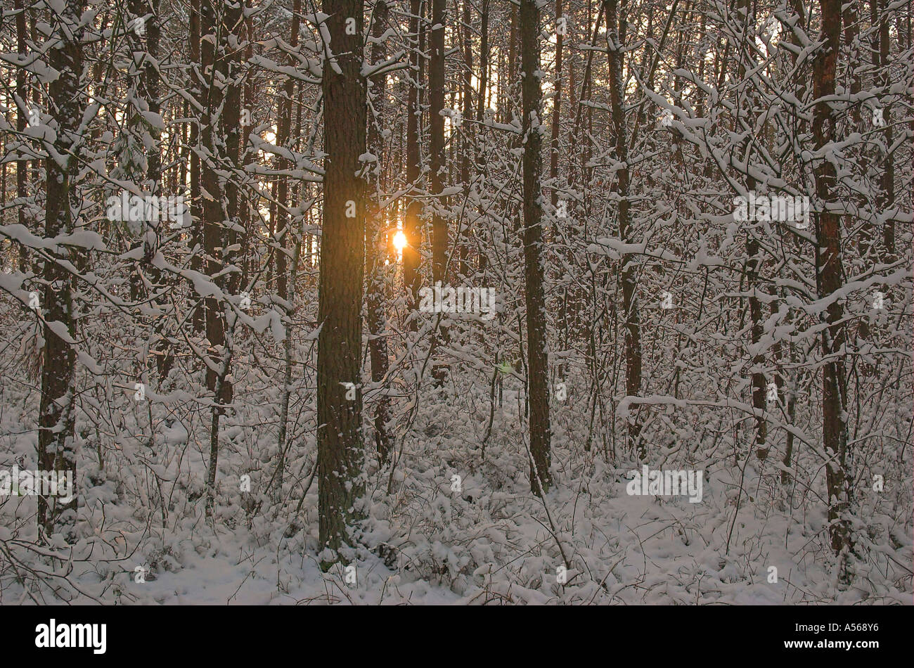 Setting sun shines through the trees of snow covered woods Stock Photo ...
