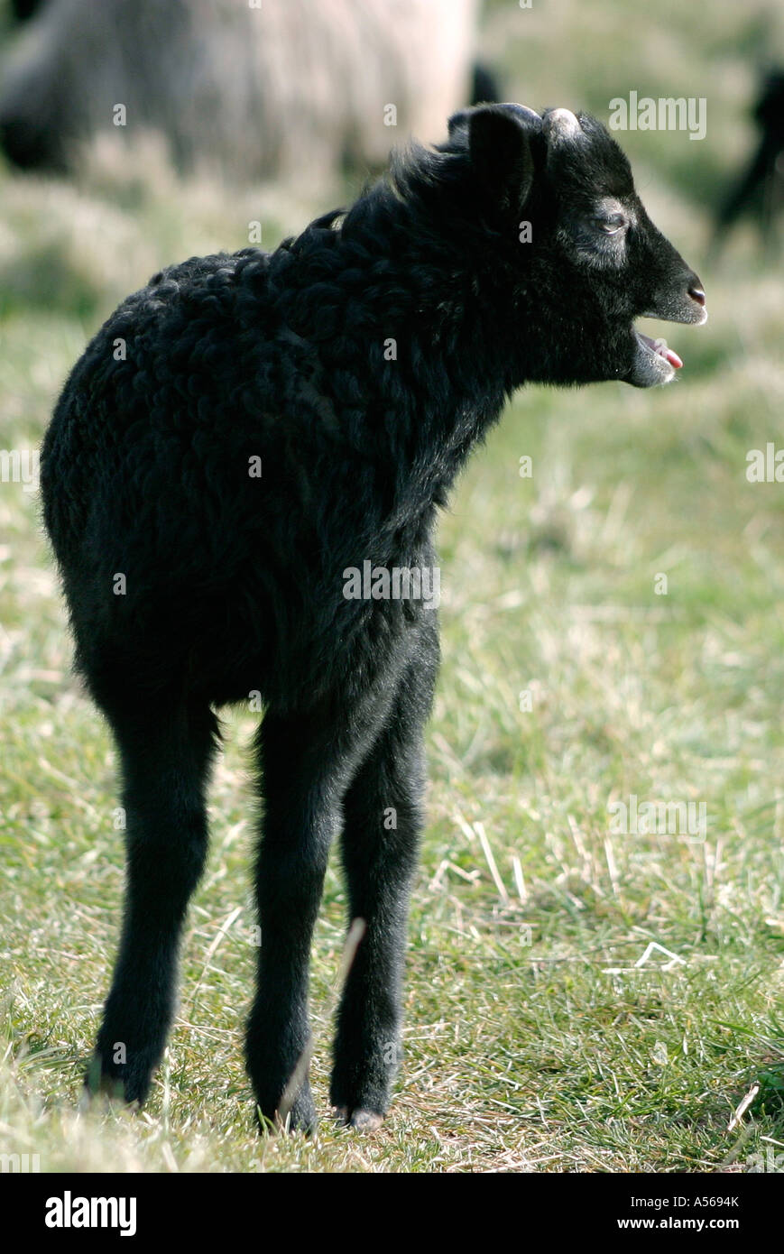 Landschafe High Resolution Stock Photography and Images - Alamy