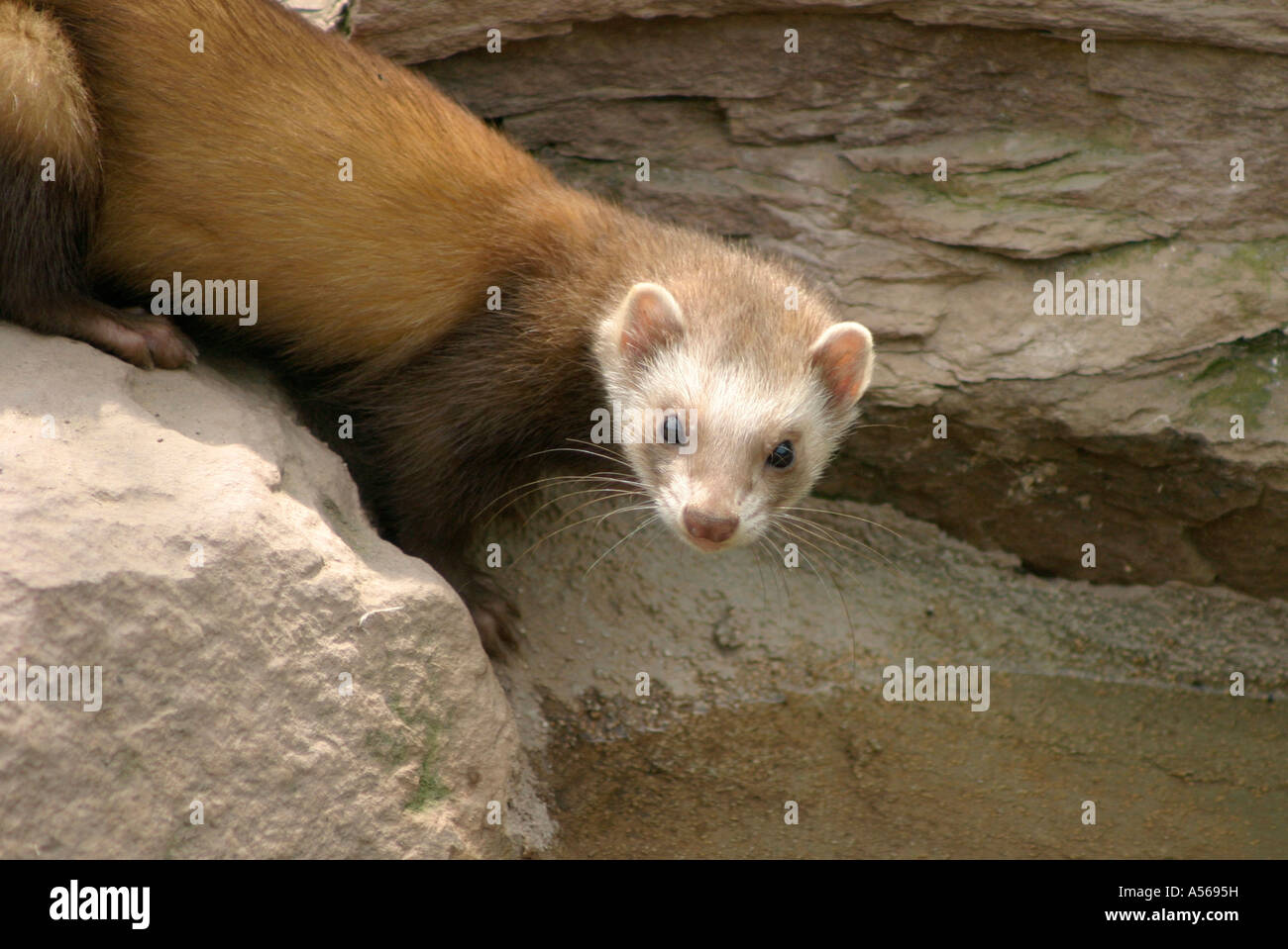 Iltis hi-res stock photography and images - Alamy