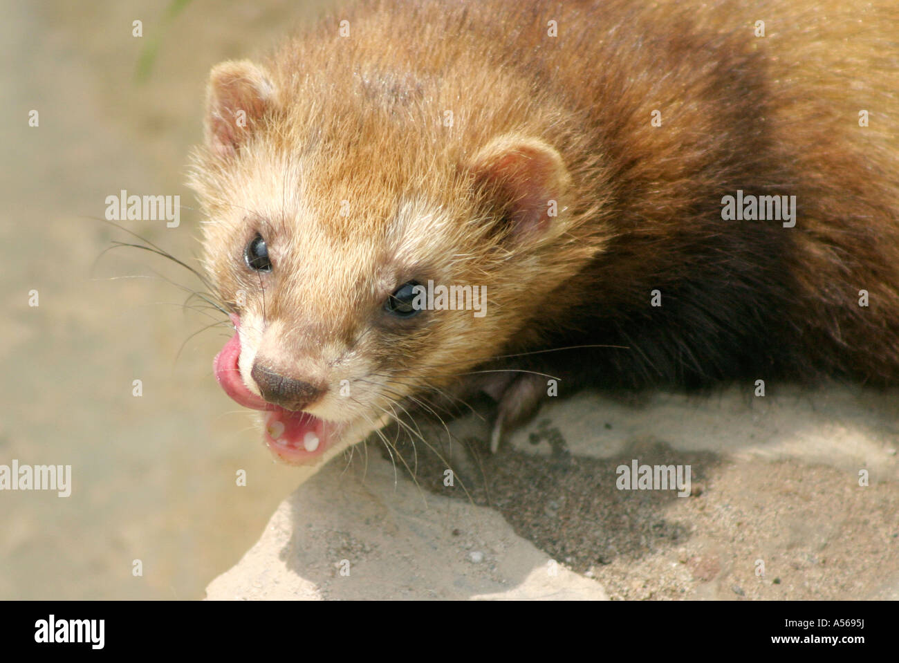 Iltis hi-res stock photography and images - Alamy