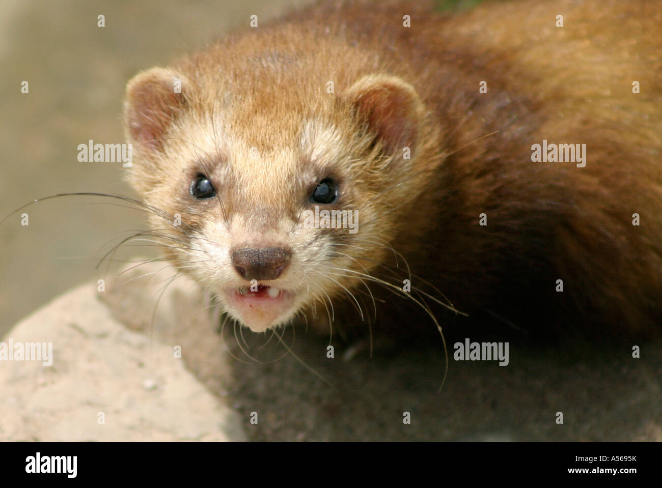 Iltis hi-res stock photography and images - Alamy