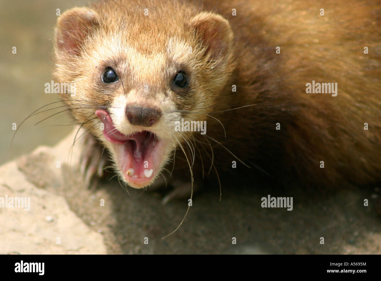 Europaeischer iltis hi-res stock photography and images - Alamy