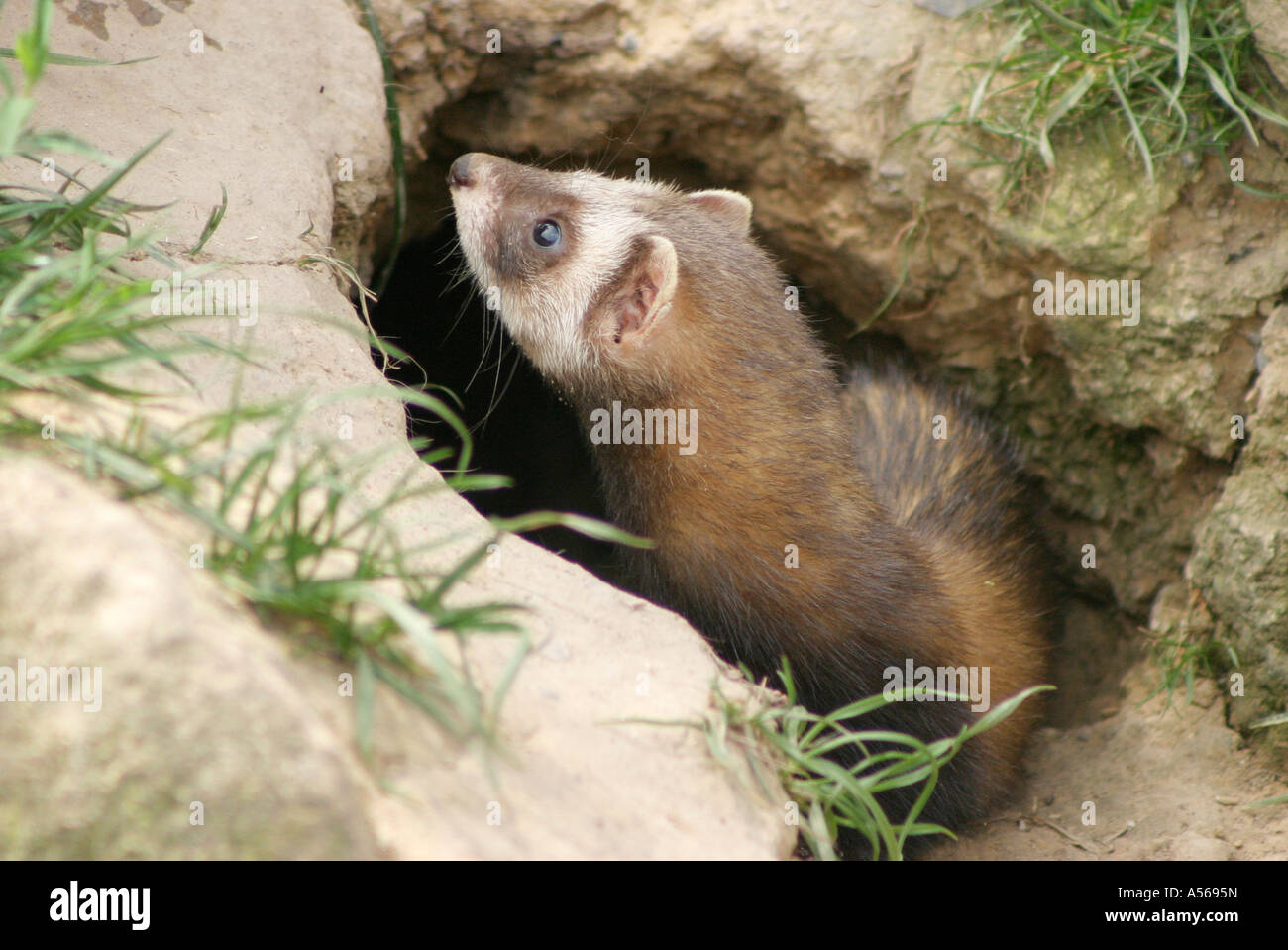 Iltisse hi-res stock photography and images - Alamy