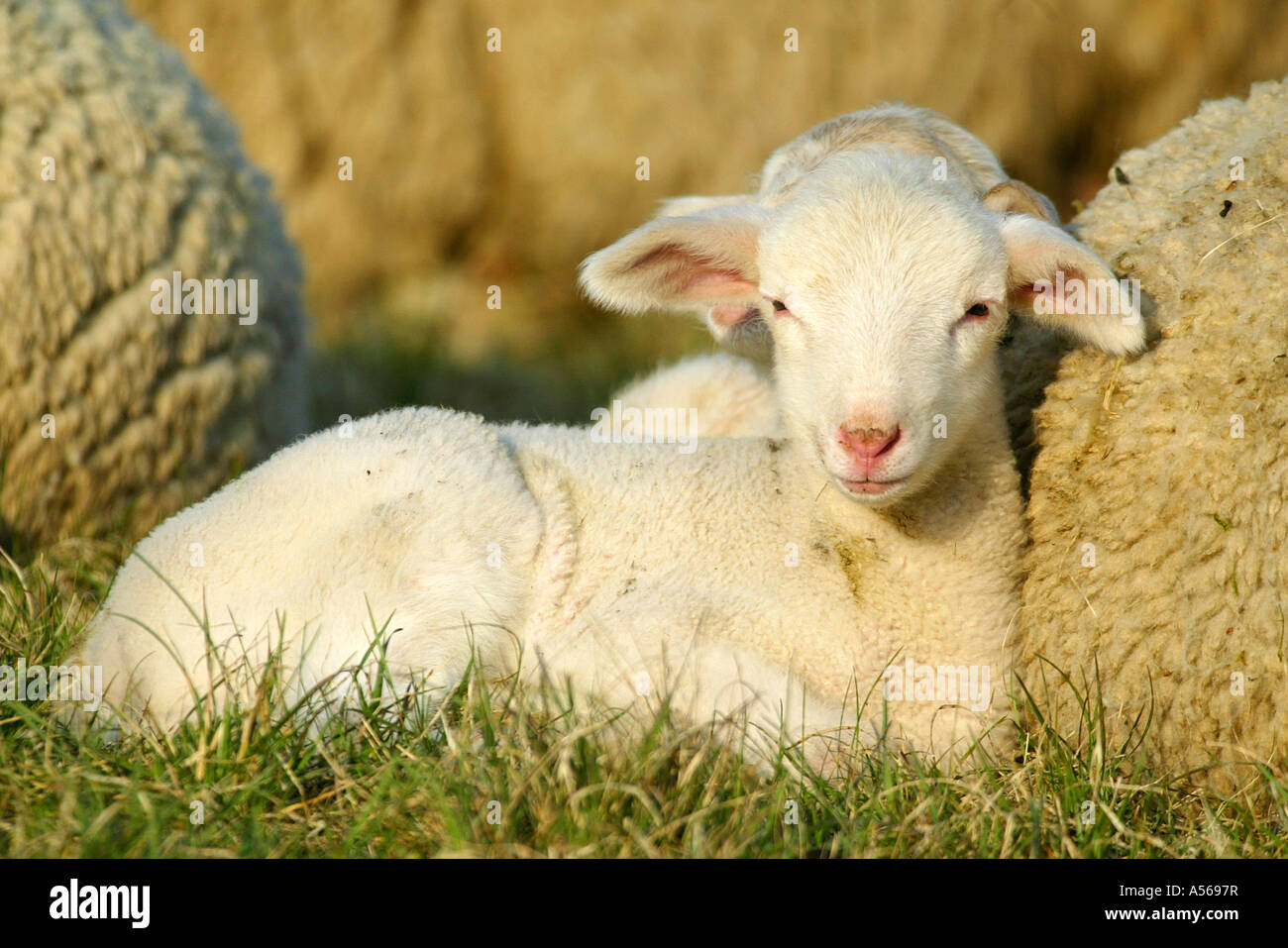 Merino Sheep, Merino Landschaf Stock Photo - Alamy