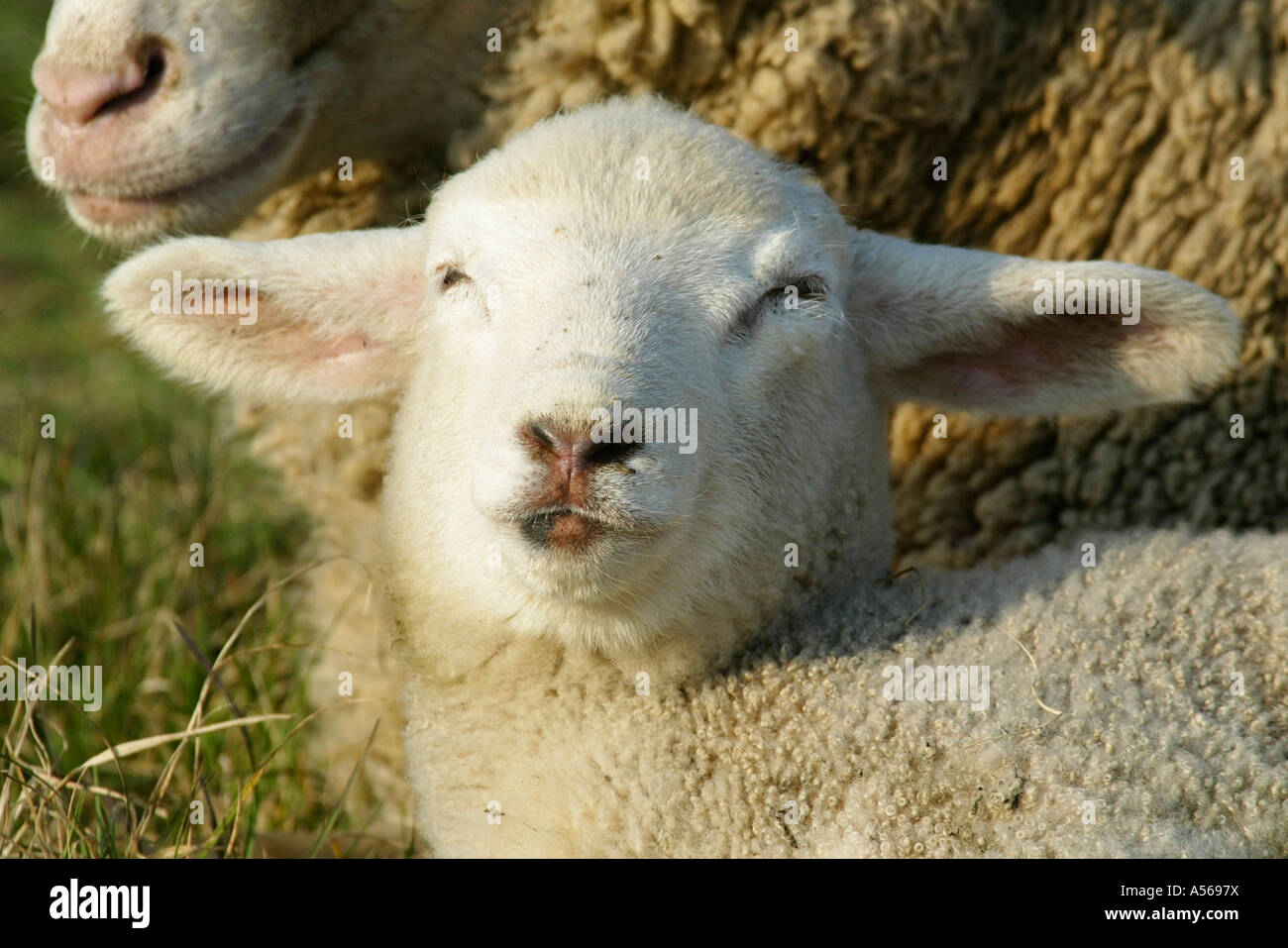 Merino Sheep, Merino Landschaf, Lamm, Lamb Stock Photo - Alamy
