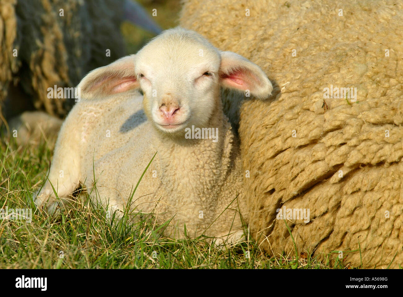 Merino Sheep, Merino Landschaf, Lamm, Lamb Stock Photo - Alamy