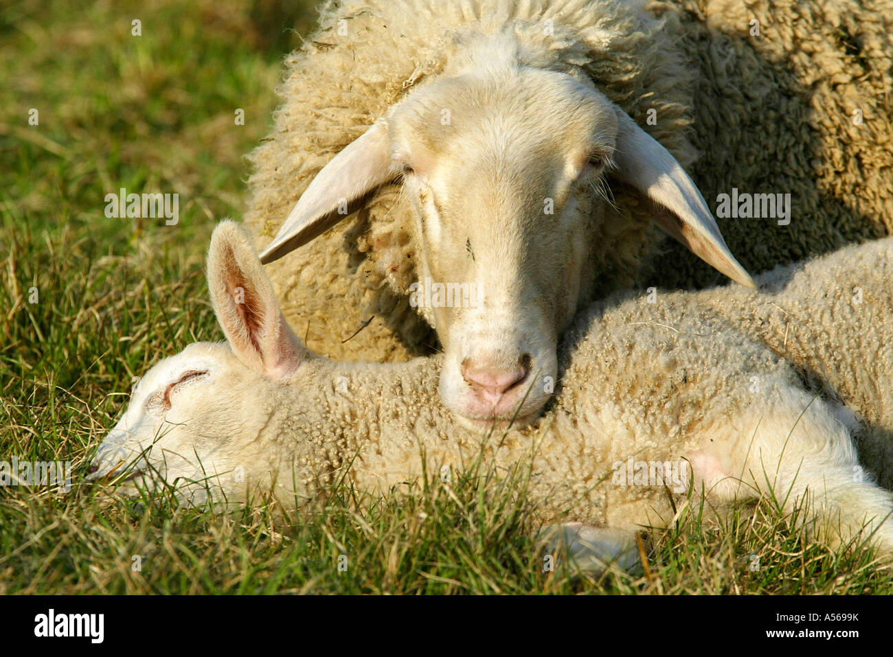 Merino Sheep, Merino Landschaf, Lamm, Lamb Stock Photo - Alamy
