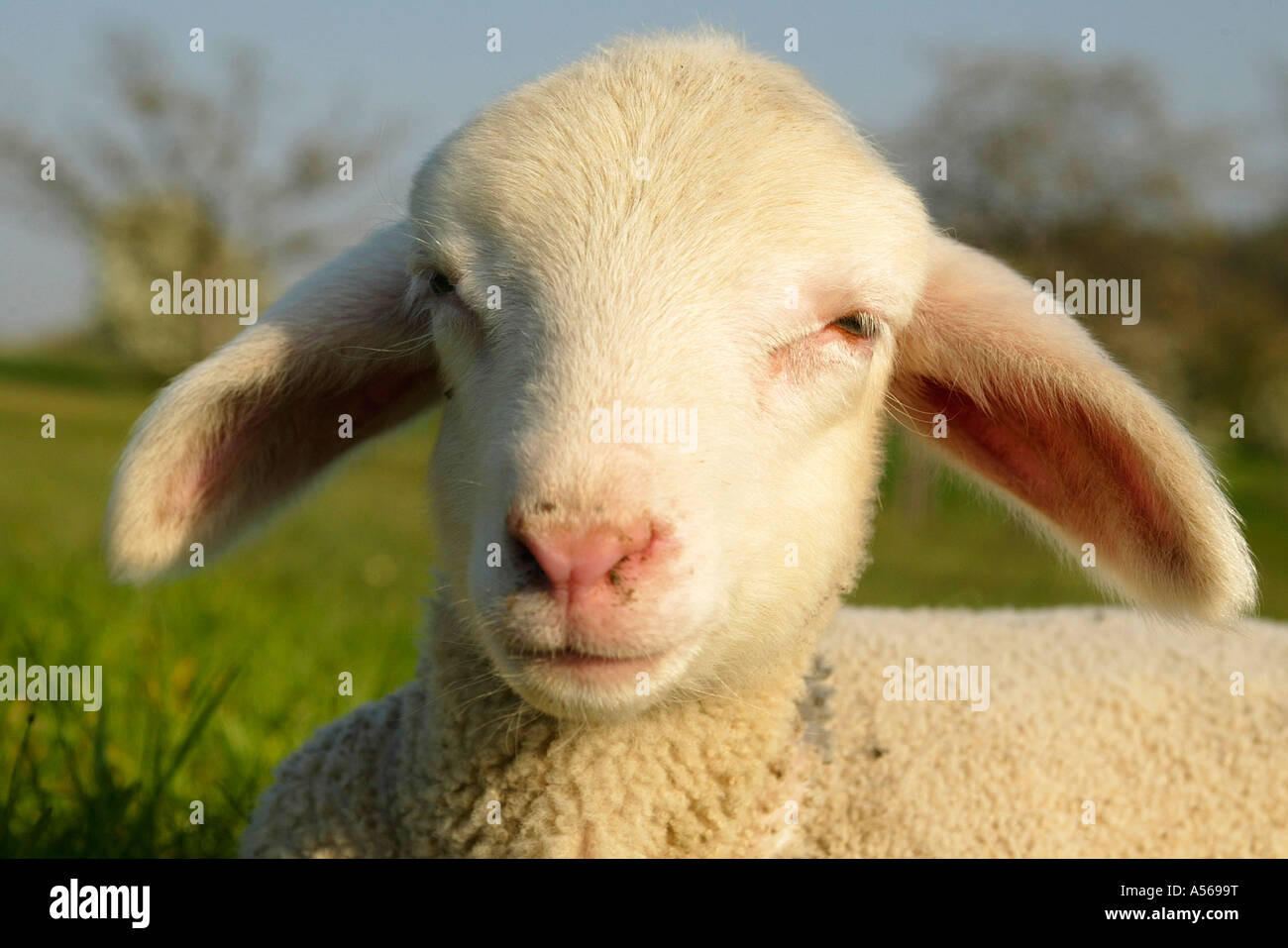 Merino Sheep, Merino Landschaf, Lamm, Lamb Stock Photo - Alamy