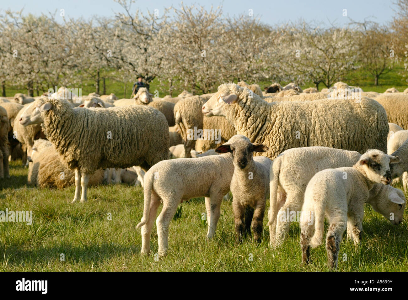 Merino Sheep, Merino Landschaf, Lamm, Lamb Stock Photo - Alamy