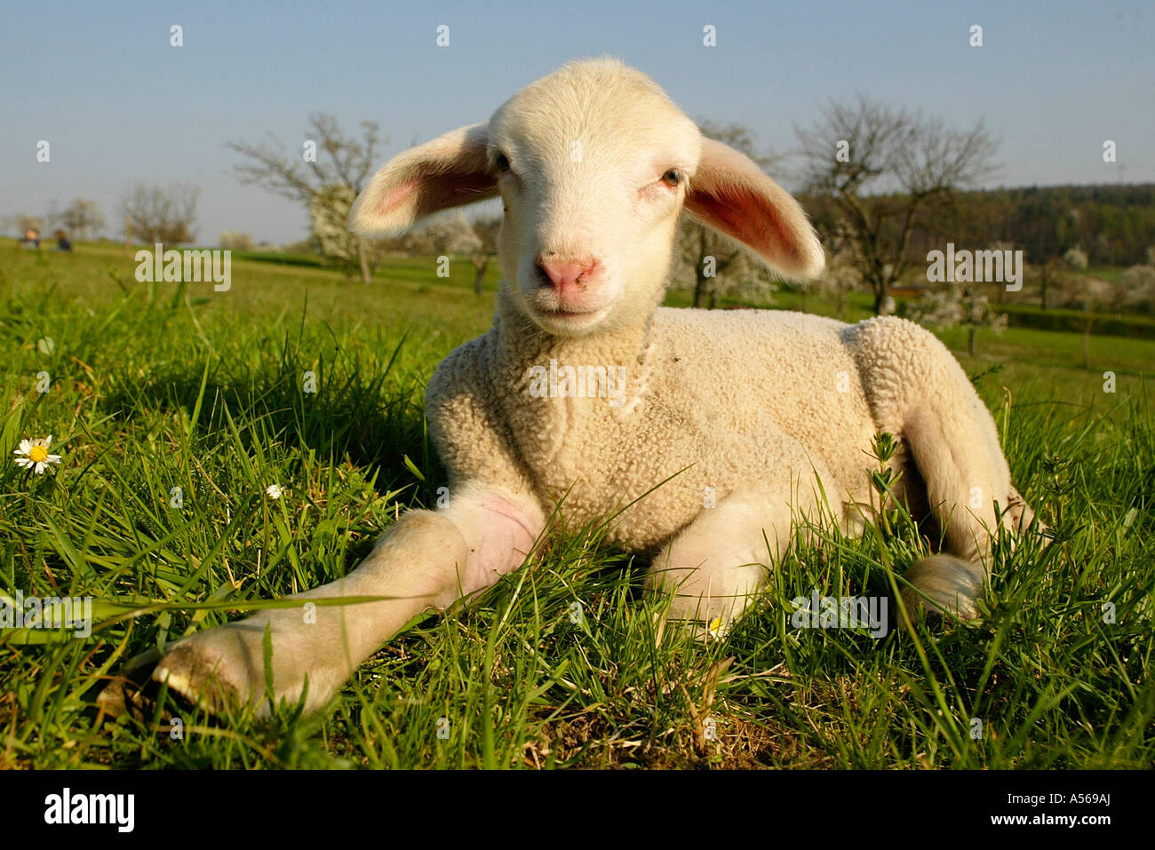 Merino Sheep, Merino Landschaf, Lamm, Lamb Stock Photo - Alamy