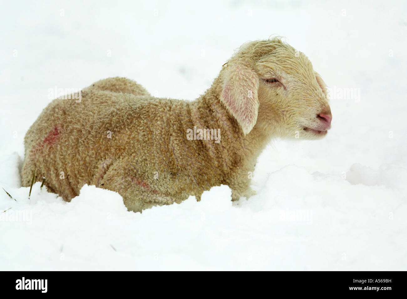 Merino Sheep, Merino Landschaf, Lamm, Lamb Stock Photo - Alamy