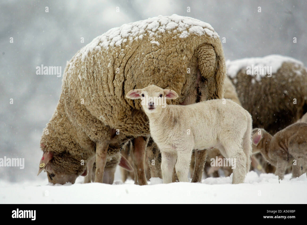 Merino Sheep, Merino Landschaf, Lamm, Lamb Stock Photo - Alamy