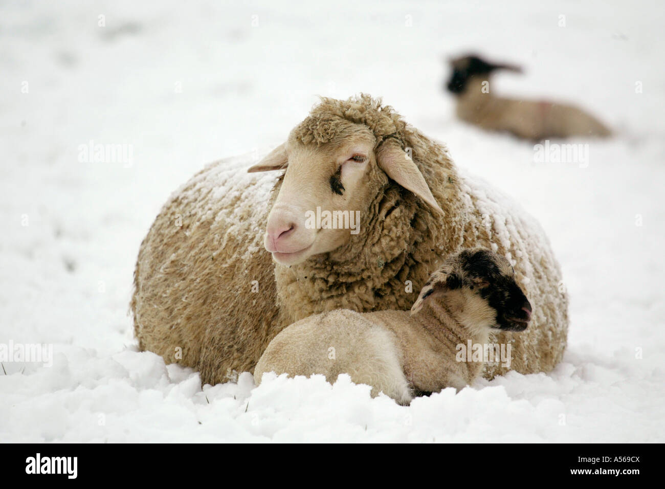 Landschaf Merino, merino sheep Stock Photo - Alamy