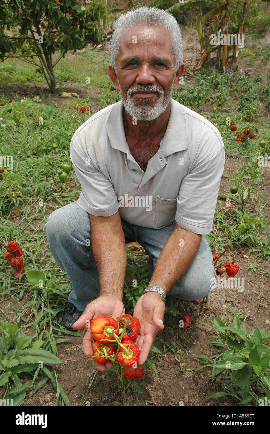 Painet iy8077 man male gray grey beard brazil farmers cultivating small ...