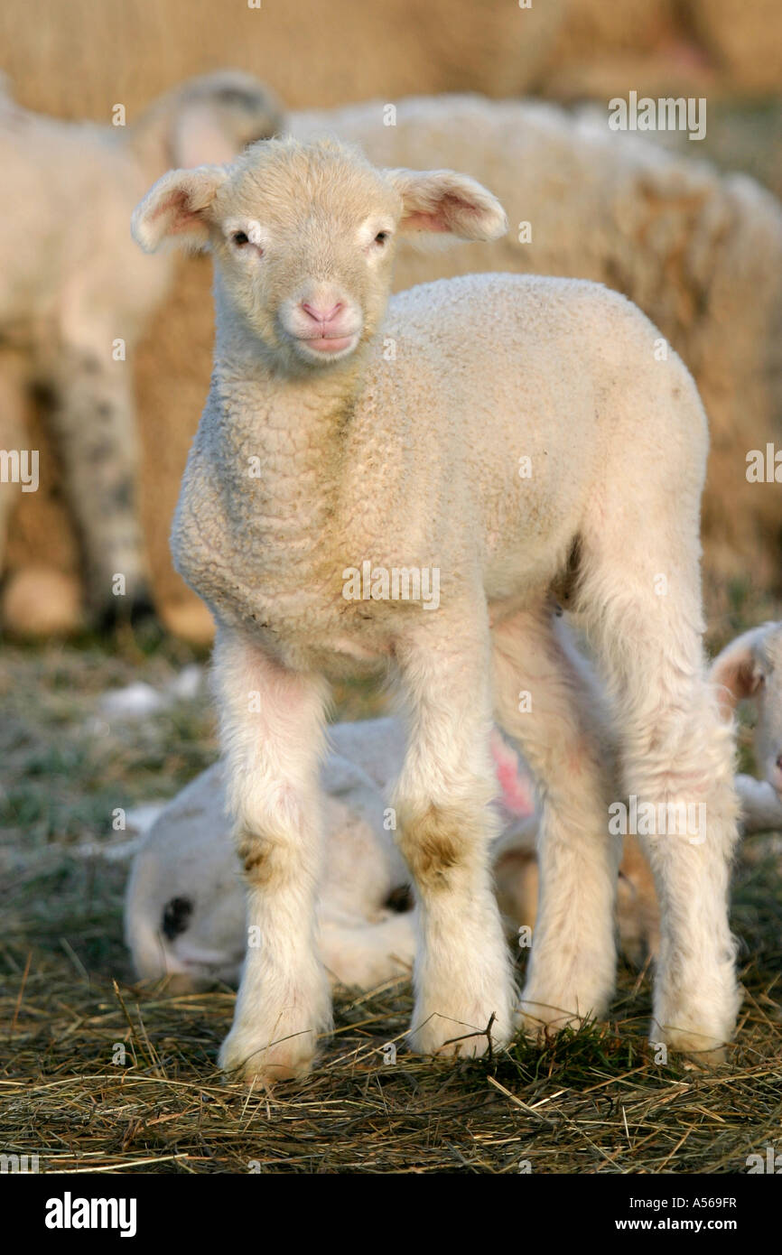Landschaf Merino, merino sheep Stock Photo - Alamy
