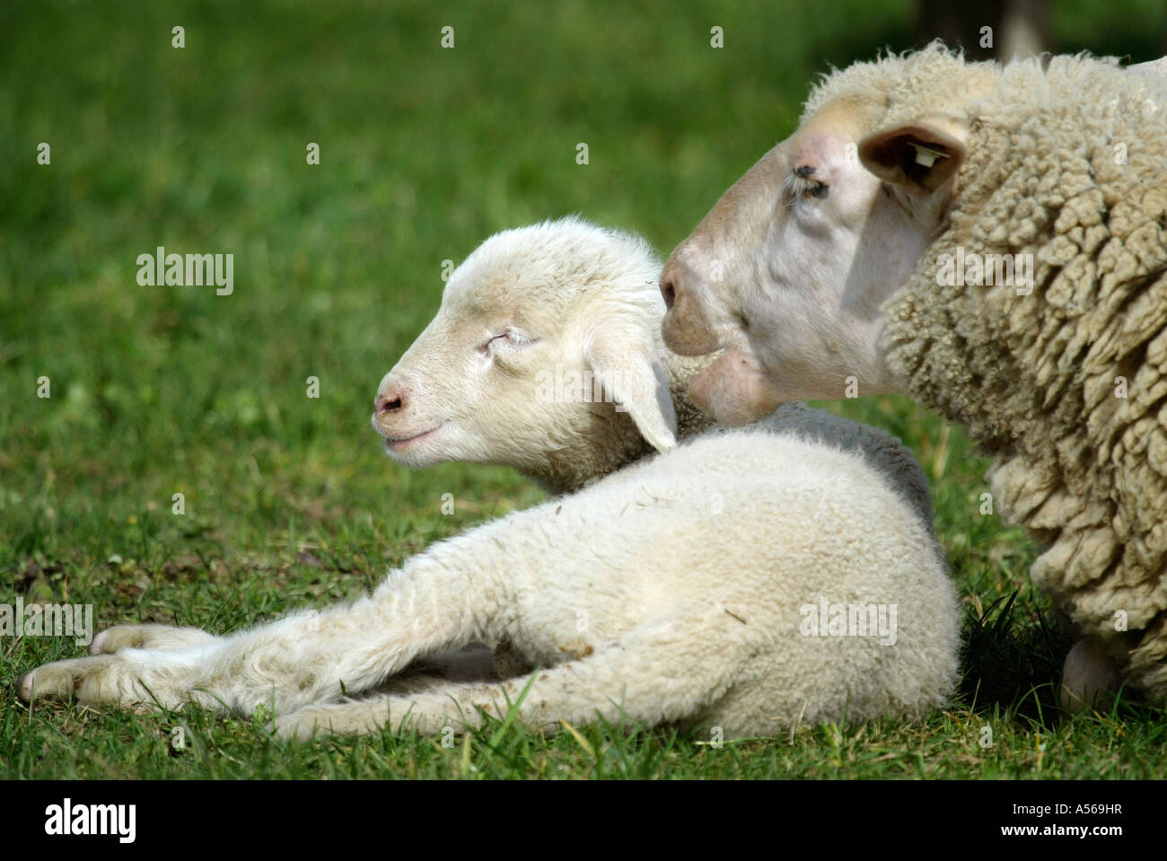 Landschaf Merino, merino sheep Stock Photo - Alamy