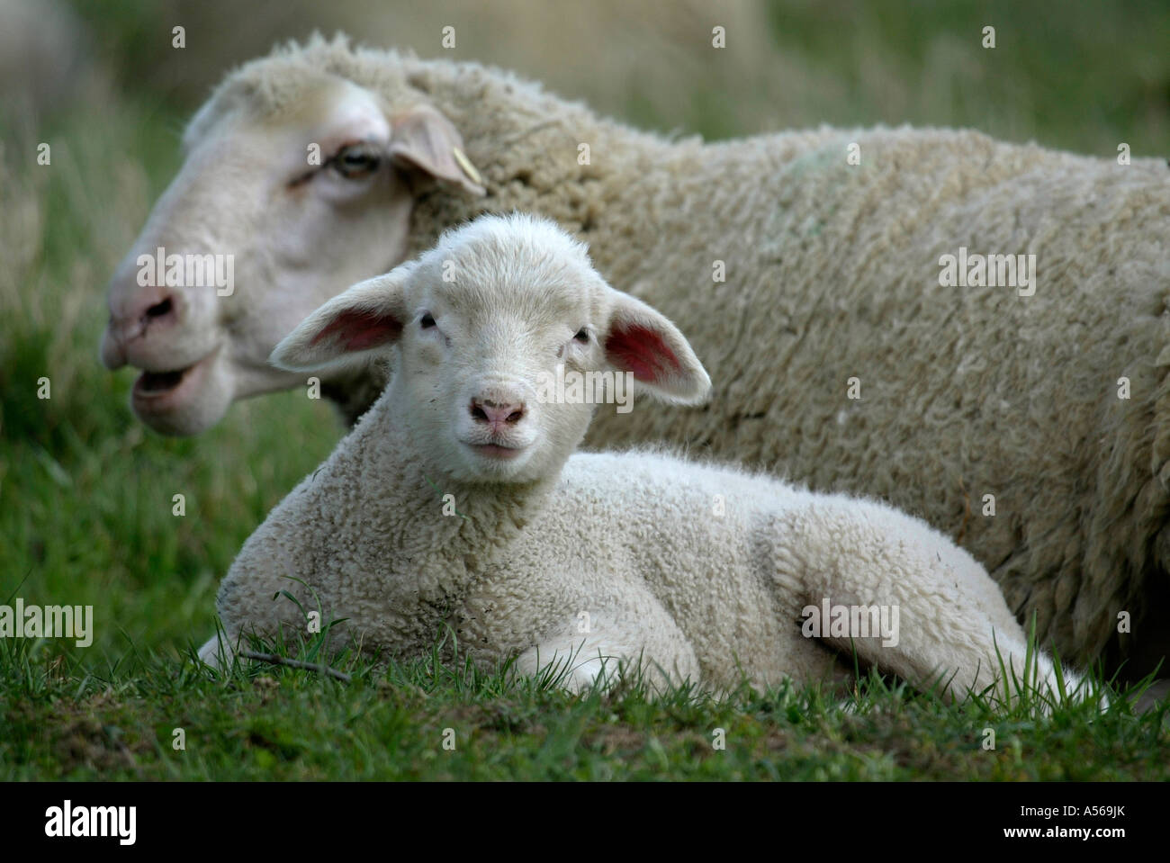 Landschaf Merino, merino sheep Stock Photo - Alamy