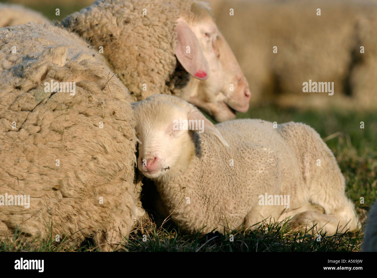 Landschaf Merino Sheep Stock Photo - Alamy