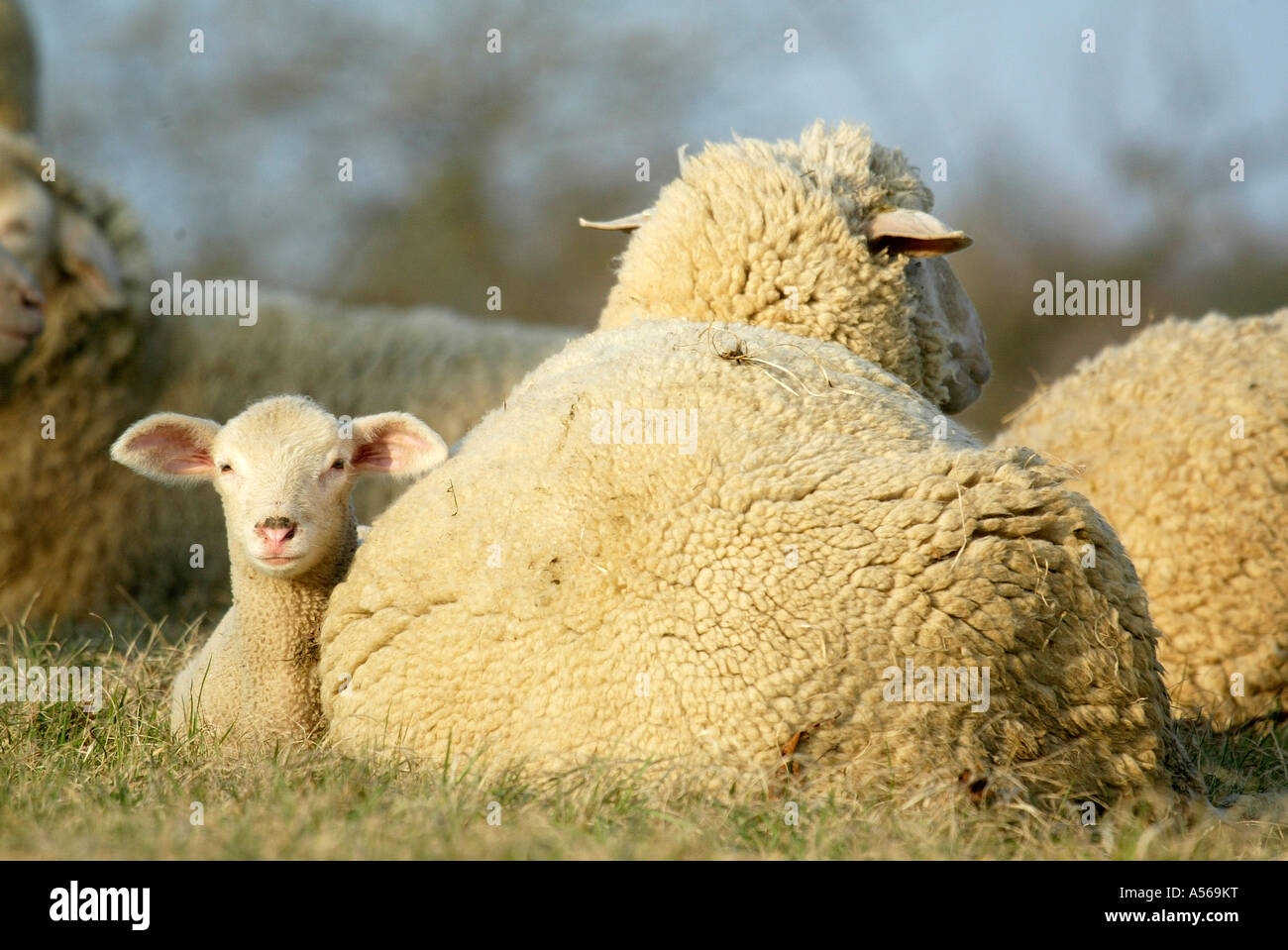 Landschaf Merino Sheep Stock Photo - Alamy