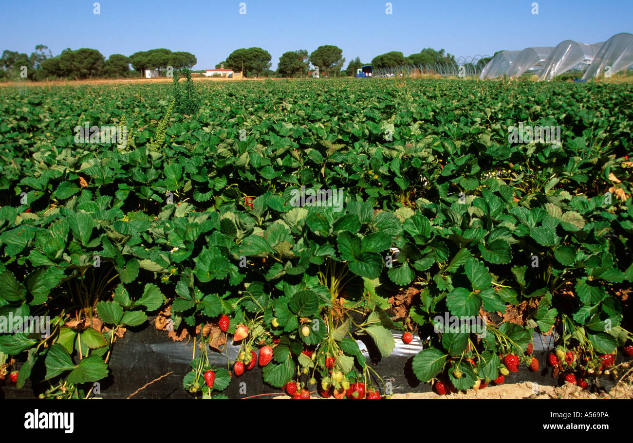 Strawberry field Andalusia Spain Stock Photo - Alamy
