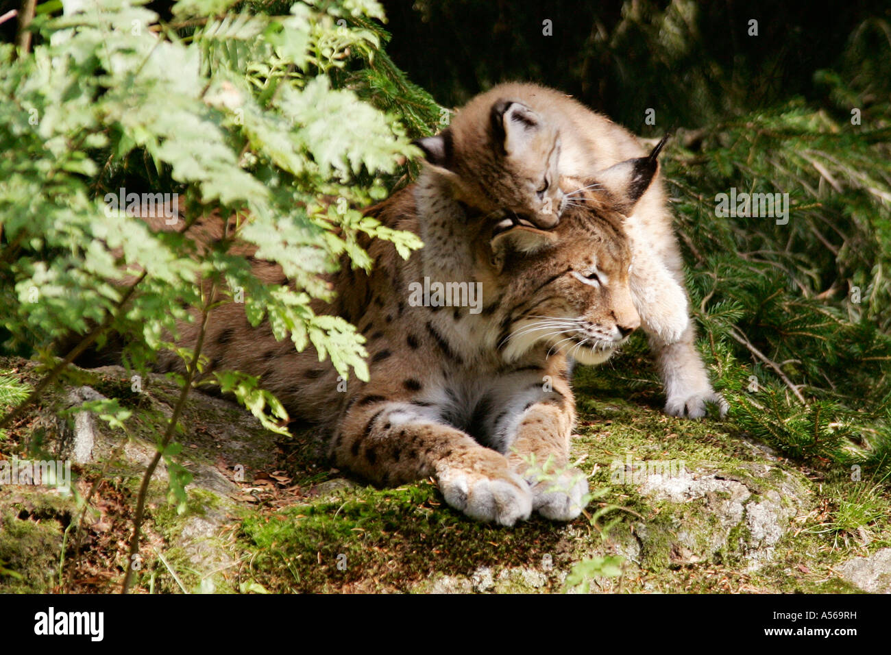 Luchs, Lynx lynx, European Lynx, Germany, Europe Stock Photo - Alamy