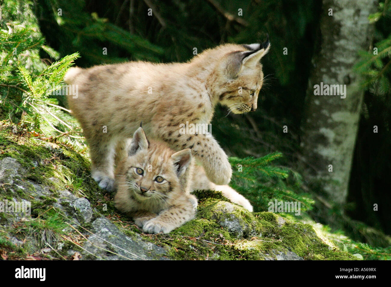 Luchs, Lynx lynx, European Lynx, Germany, Europe Stock Photo - Alamy