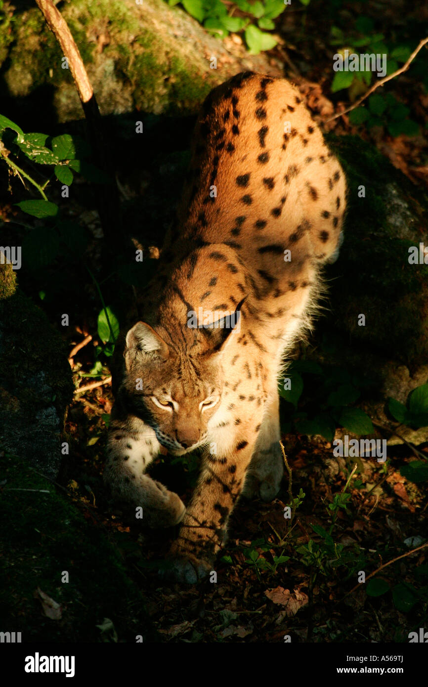 Luchs, Lynx lynx, European Lynx, Germany, Europe Stock Photo - Alamy