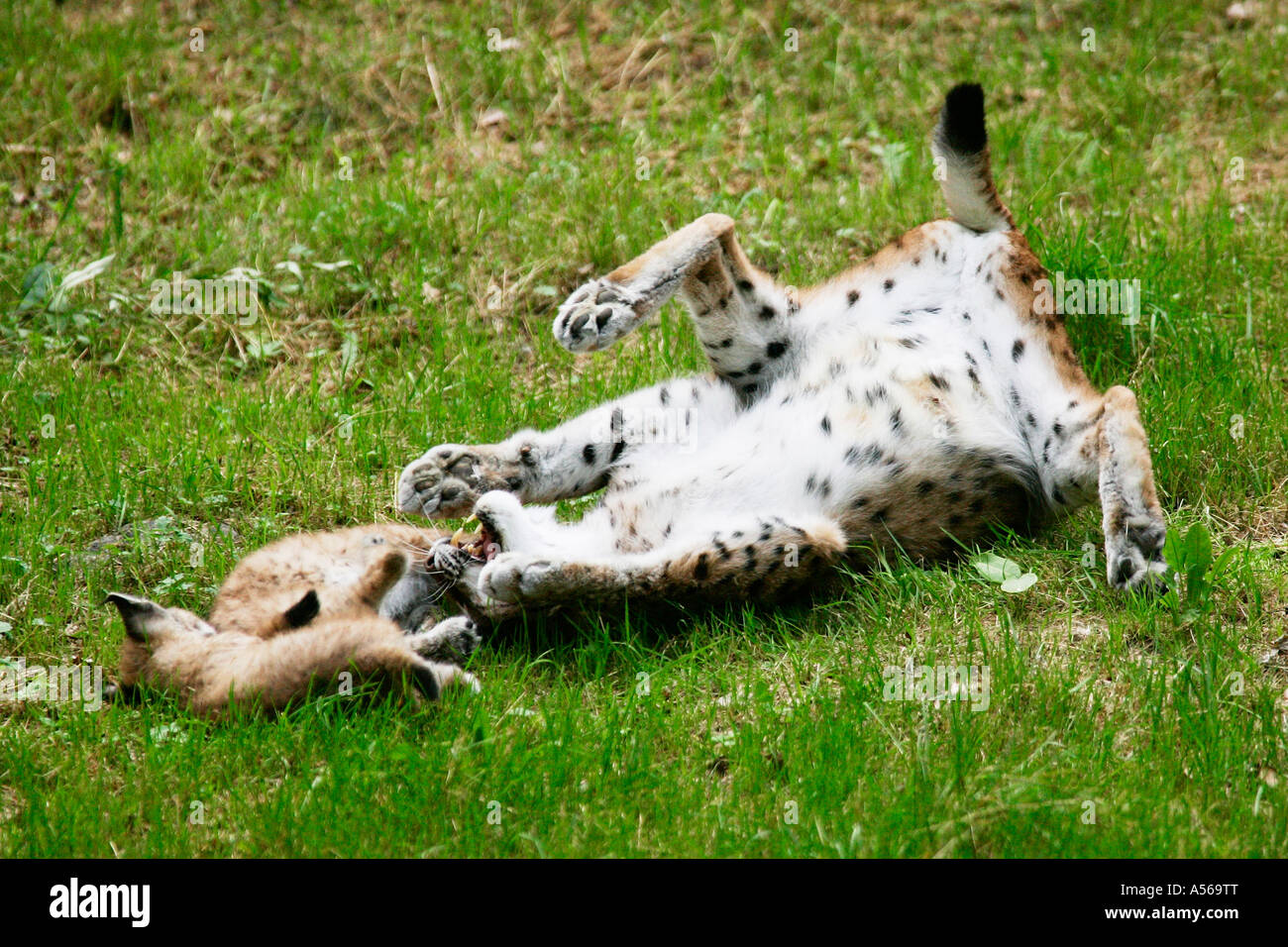 Luchs, Lynx lynx, European Lynx, Germany, Europe Stock Photo - Alamy