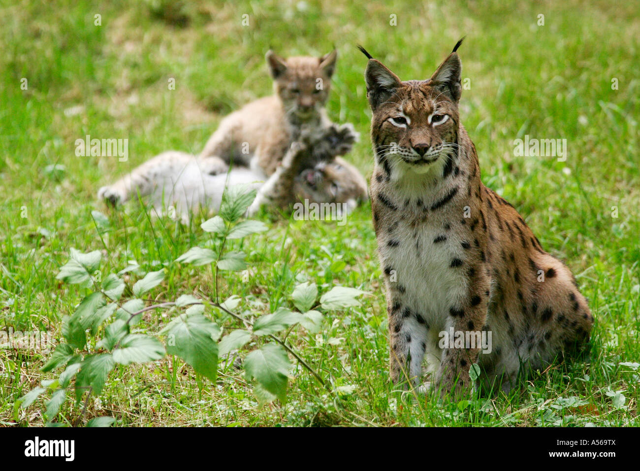 Luchs, Lynx lynx, European Lynx, Germany, Europe Stock Photo - Alamy