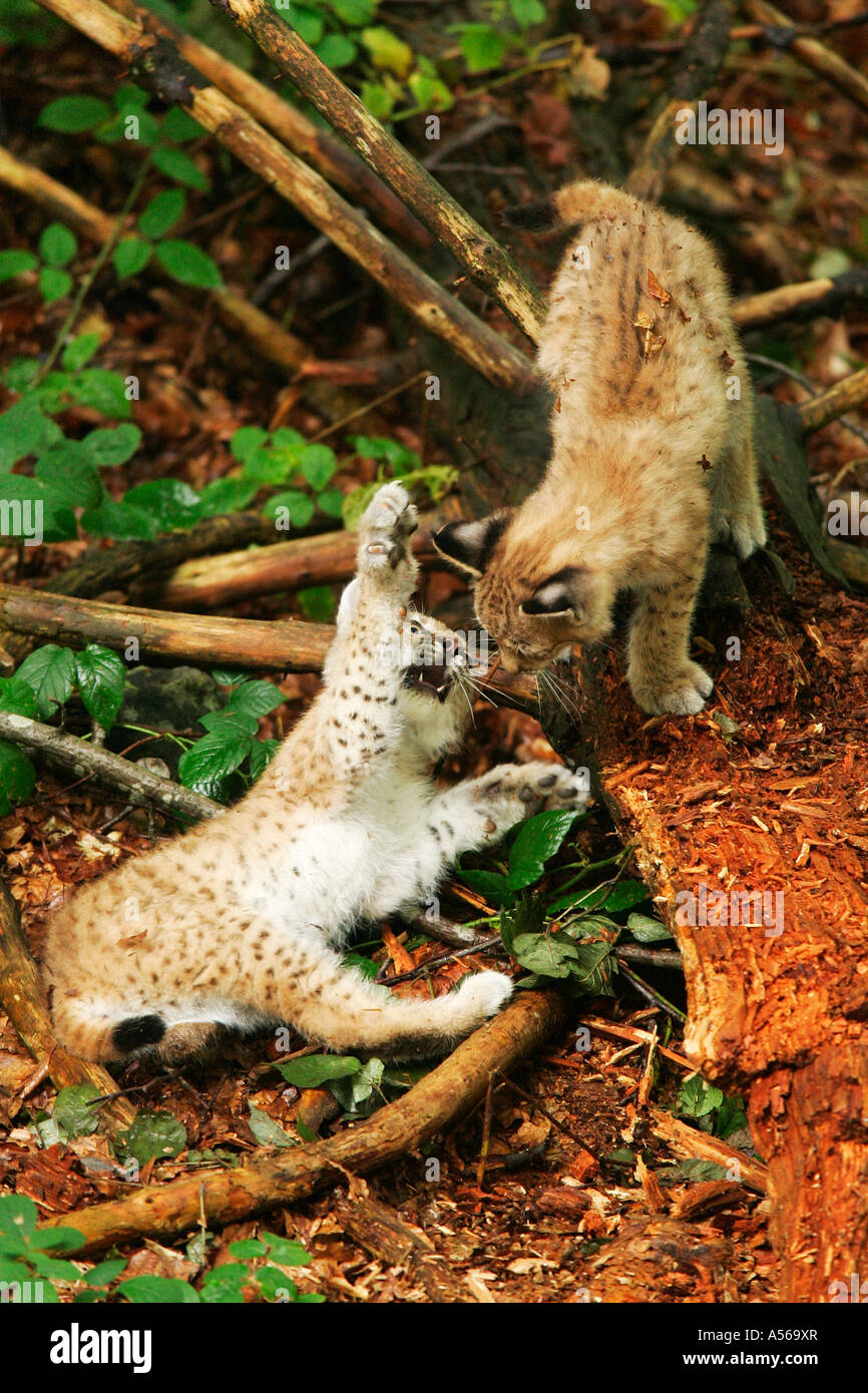 Luchs, Lynx lynx, European Lynx, Germany, Europe Stock Photo - Alamy