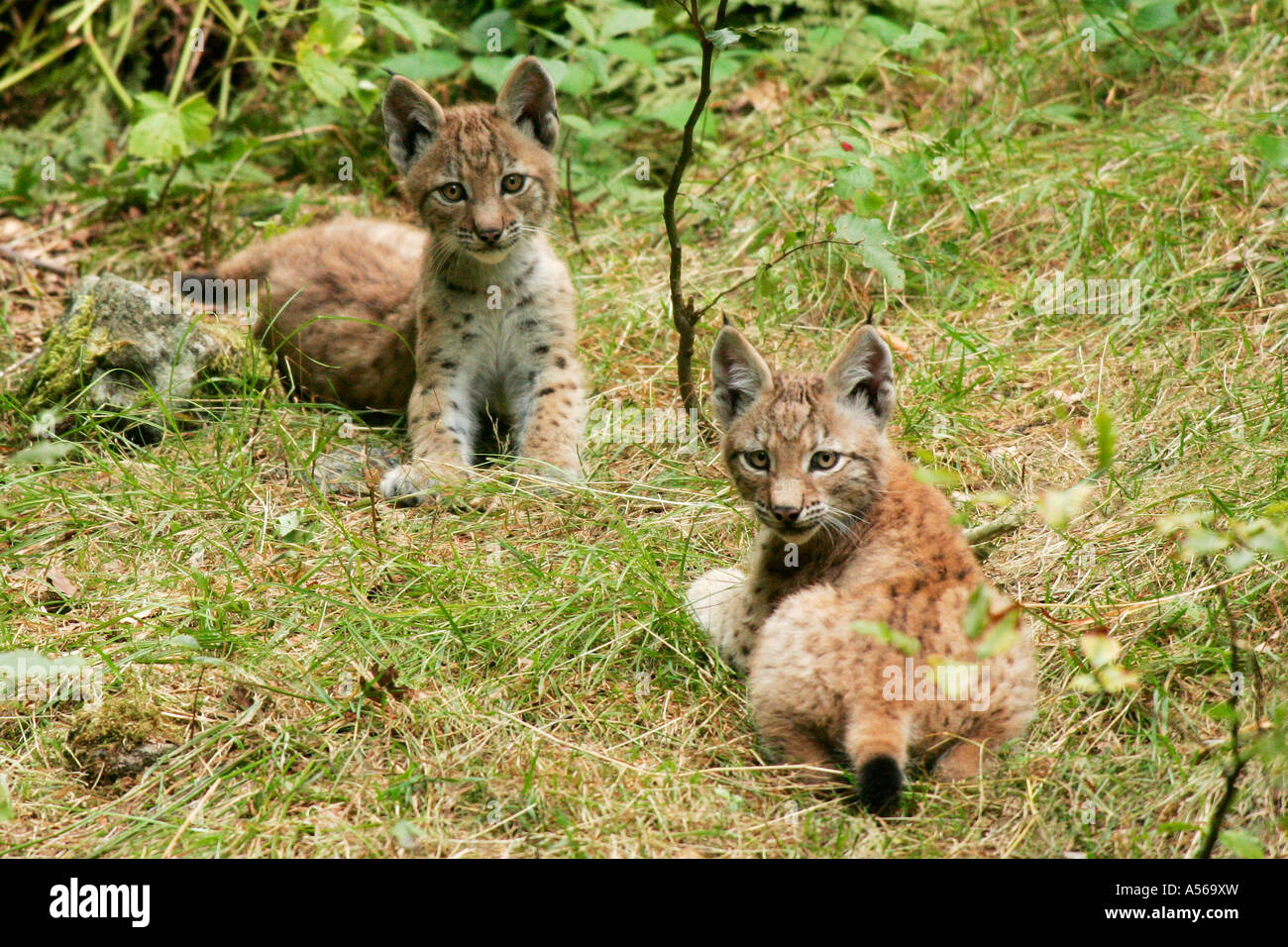 Luchs, Lynx lynx, European Lynx, Germany, Europe Stock Photo - Alamy