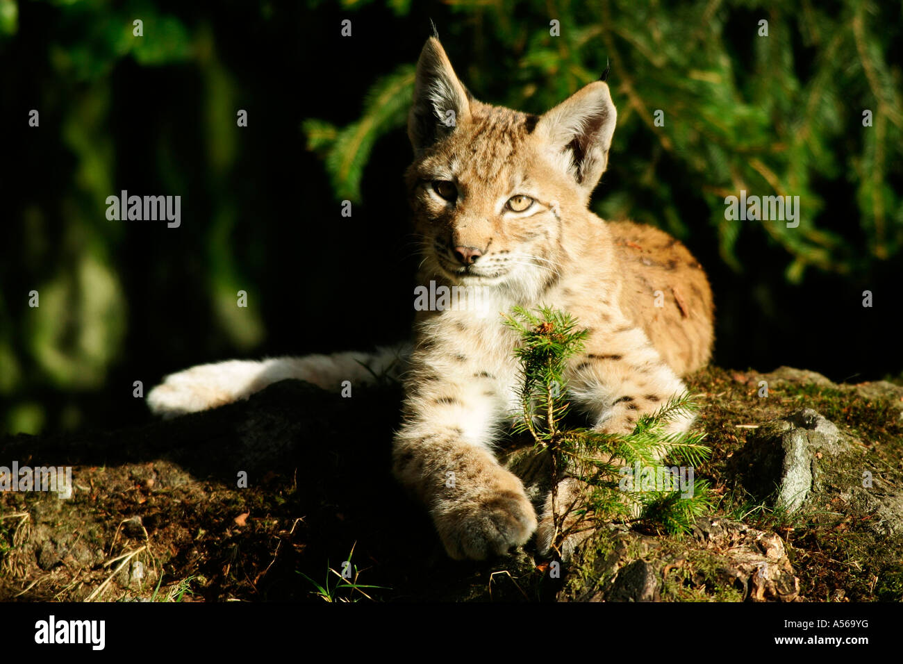 Luchs, Lynx lynx, European Lynx, Germany, Europe Stock Photo - Alamy