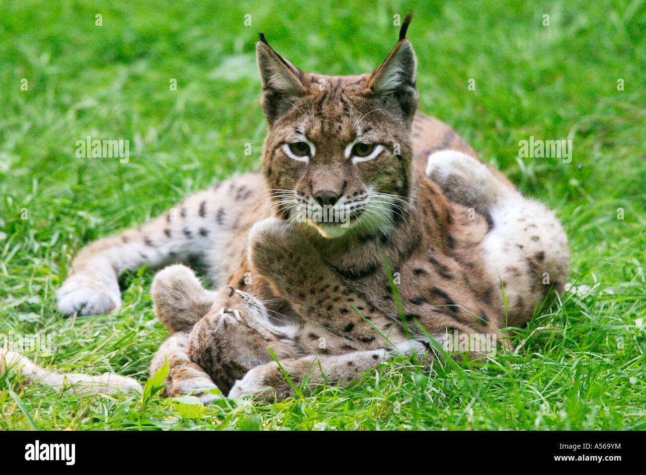 Luchs, Lynx lynx, European Lynx, Germany, Europe Stock Photo - Alamy