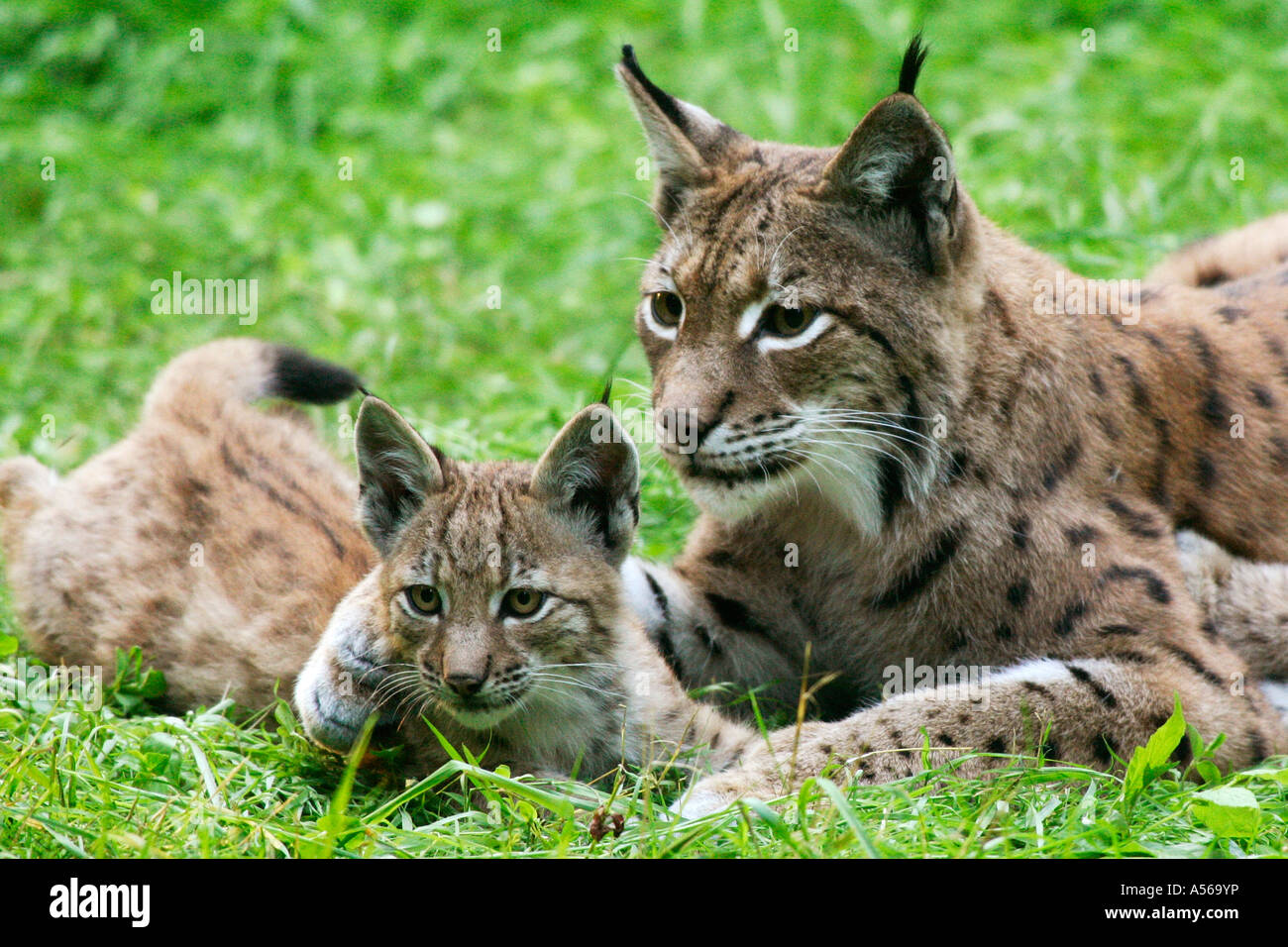 Luchs, Lynx lynx, European Lynx, Germany, Europe Stock Photo - Alamy