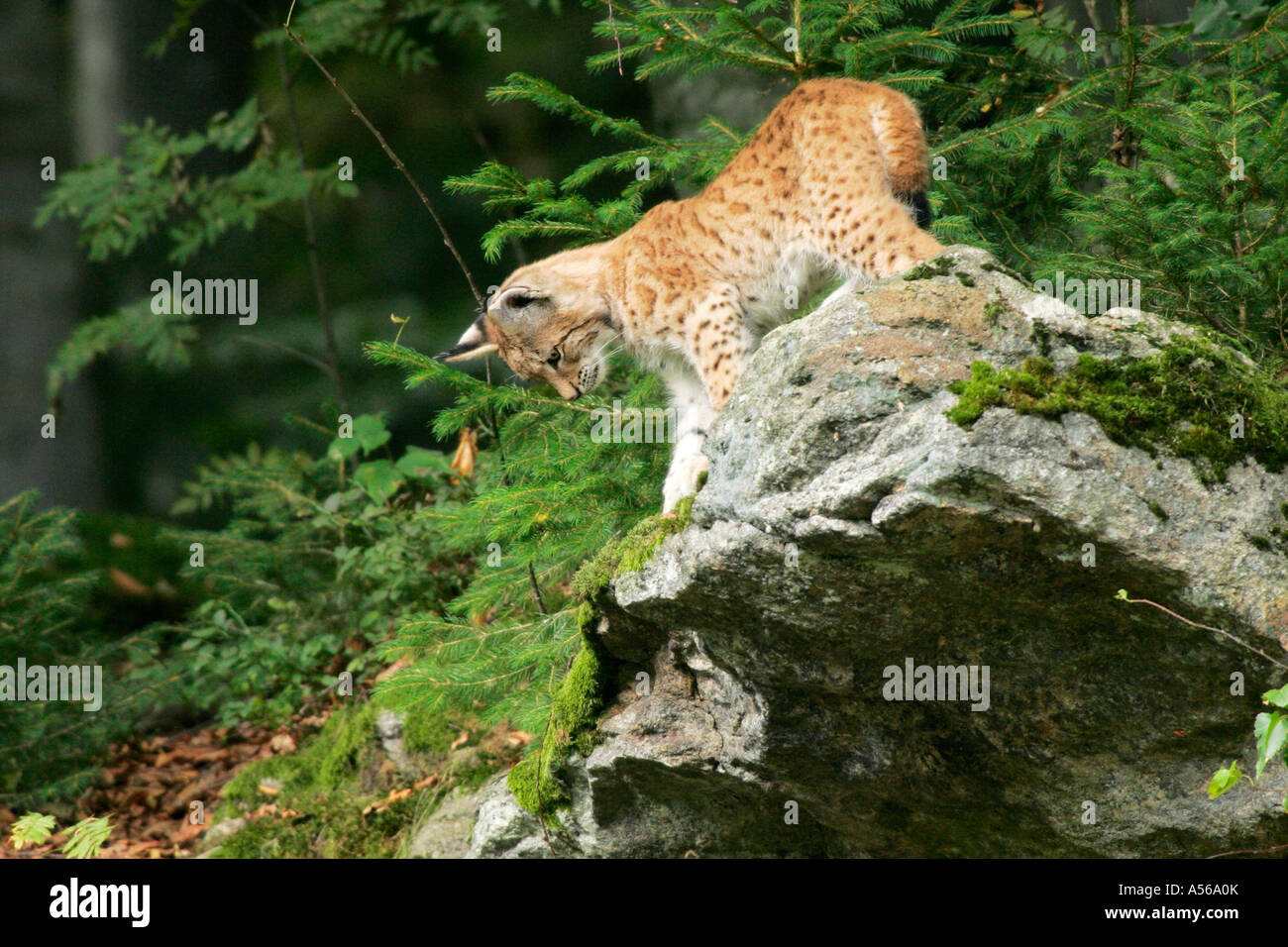 Luchs, Lynx lynx, European Lynx, Germany, Europe Stock Photo - Alamy