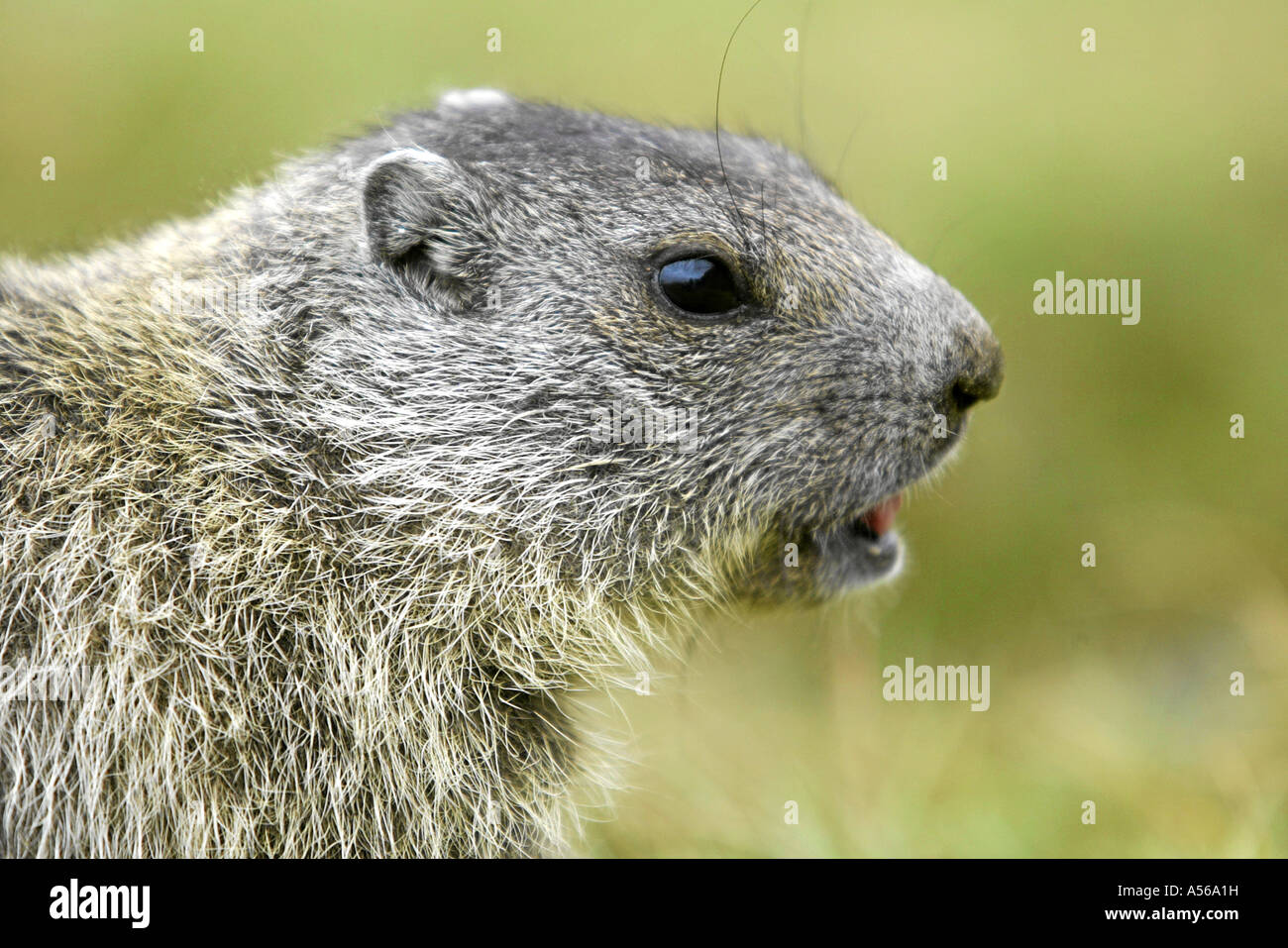 Alpine Marmot, Alpenmurmeltier, marmota marmota, Alps, Europe Stock ...