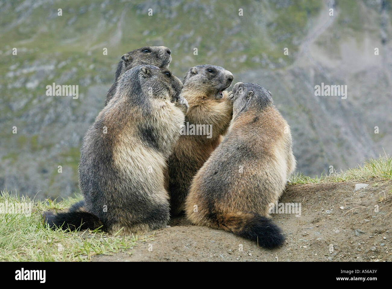 Alpine Marmot, Alpenmurmeltier, marmota marmota, Alps, Europe Stock ...